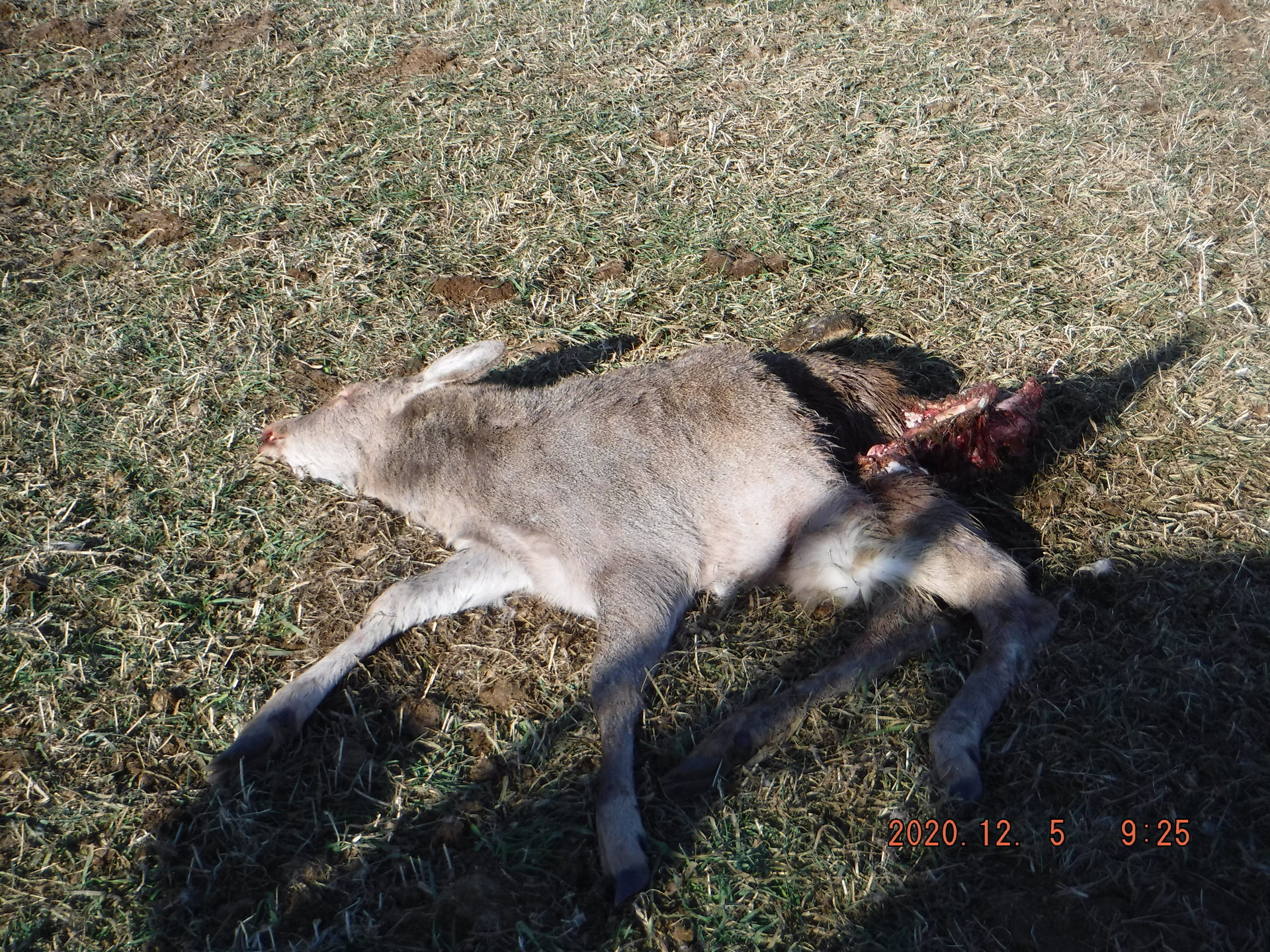 (29) エゾシカ移住記